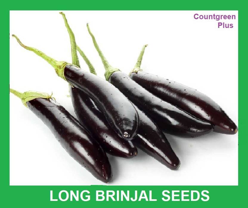 Countgreen Plus Long Brinjal Purple (Baigan) Vegetable Seed Price in ...