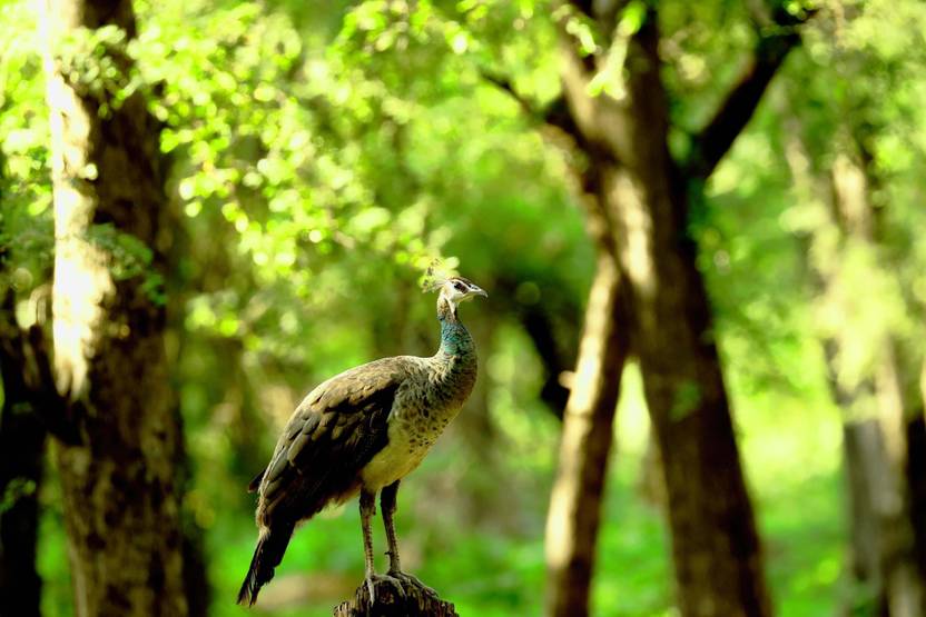 peacock poster , mor poster, birds poster Waterproof Vinyl Sticker ...