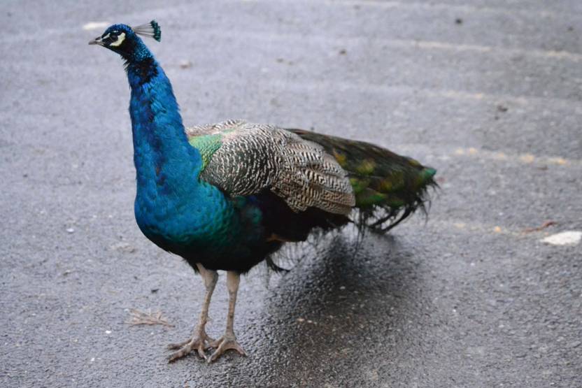 peacock poster , mor poster, birds poster Waterproof Vinyl Sticker ...