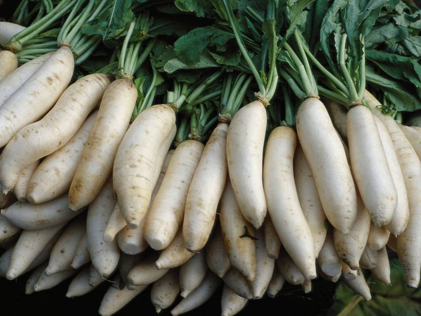 Organic Galaxy Upl Radish (Mulli) Vegetable Hybrid Variety Seed Price ...