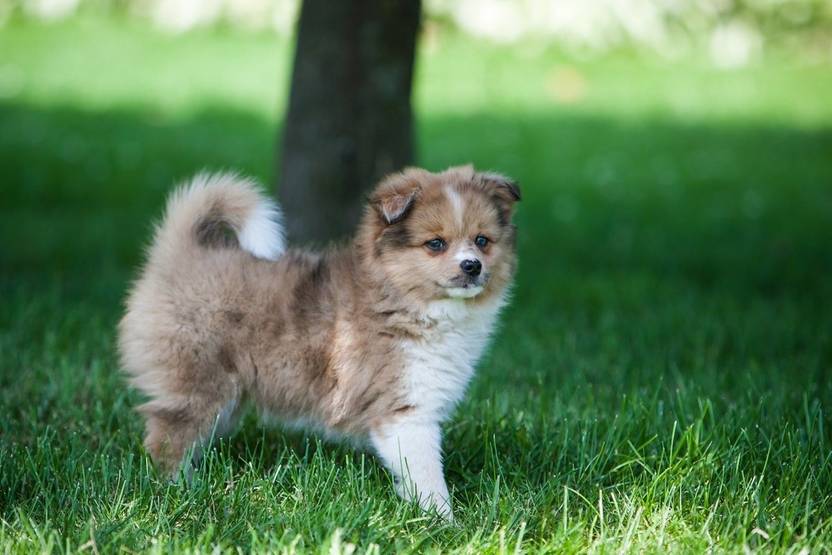 Cute Pomchi Dog Multicolour Poster PhotoPrint Print Photographic Paper ...