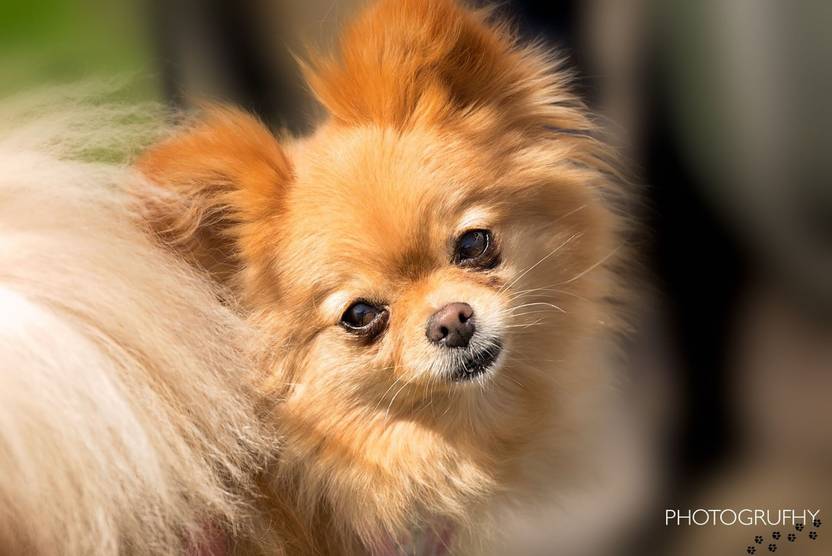 Cute Pomchi Dog Multicolour Poster PhotoPrint Print Photographic Paper ...