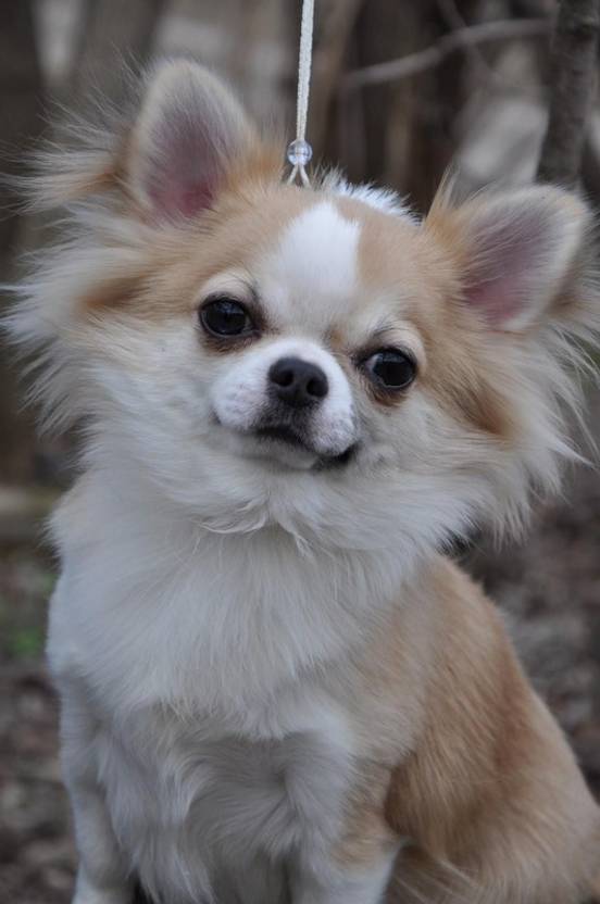 Cute Pomchi Dog Multicolour Poster PhotoPrint Print Photographic Paper ...