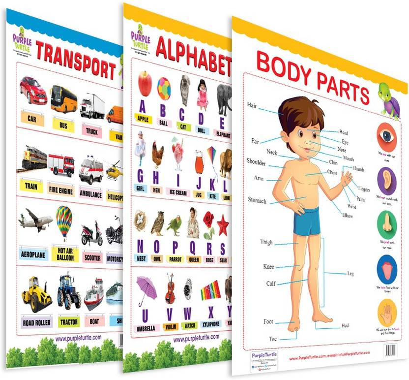 Body Parts, Alphabets, and Transport Educational Wallcharts for Kids ...