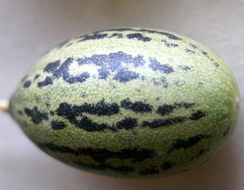 UGRA Foot Desi Kachri Quality Fruit Seeds Seed Price in India - Buy ...