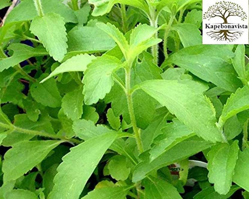 Kapebonavista Yashtimadhu Mulethi Living Plant in Poly Bag seeds Seed ...
