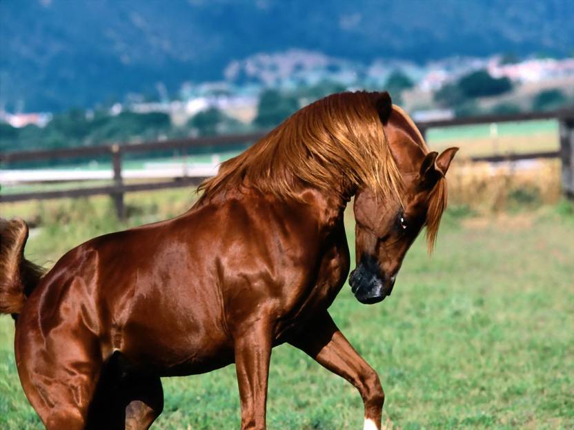 Horse poster & ghoda poster & animals POSTERS Waterproof Vinyl Sticker ...