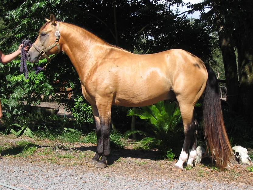 Horse poster & ghoda poster & animals POSTERS Waterproof Vinyl Sticker ...