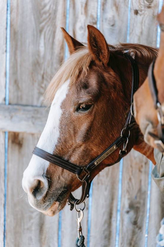 Horse poster & ghoda poster & animals POSTERS Waterproof Vinyl Sticker ...