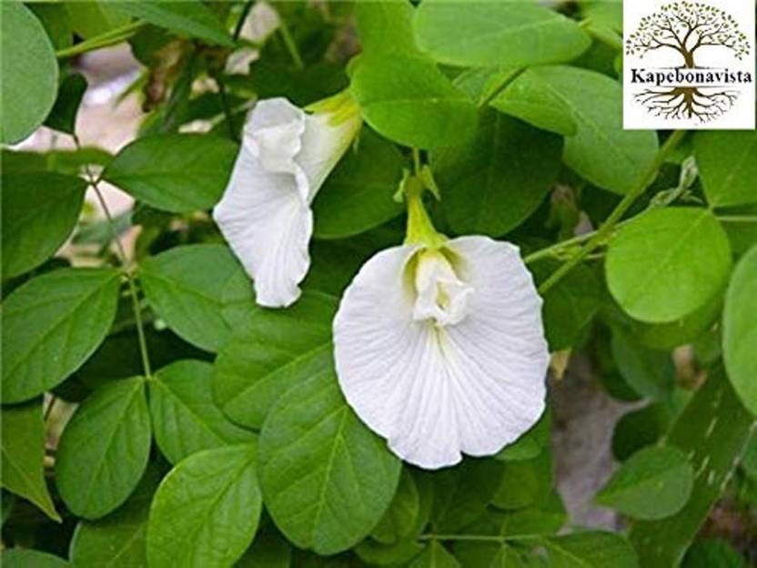 Kapebonavista Shankha Pushpa Safed Koyala Aparajita plant, it is a ...