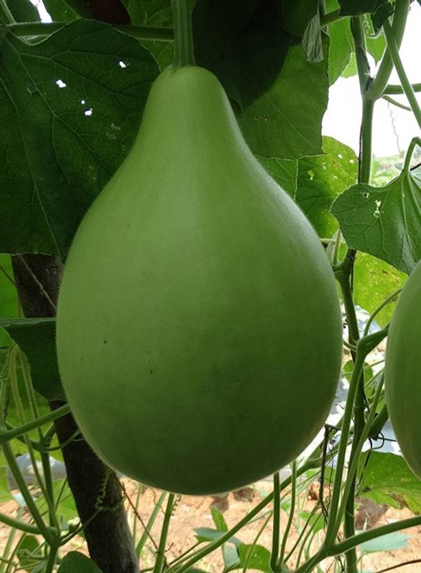 UGRA Round Bottle Gourd, Ghiya Seed Price in India - Buy UGRA Round ...