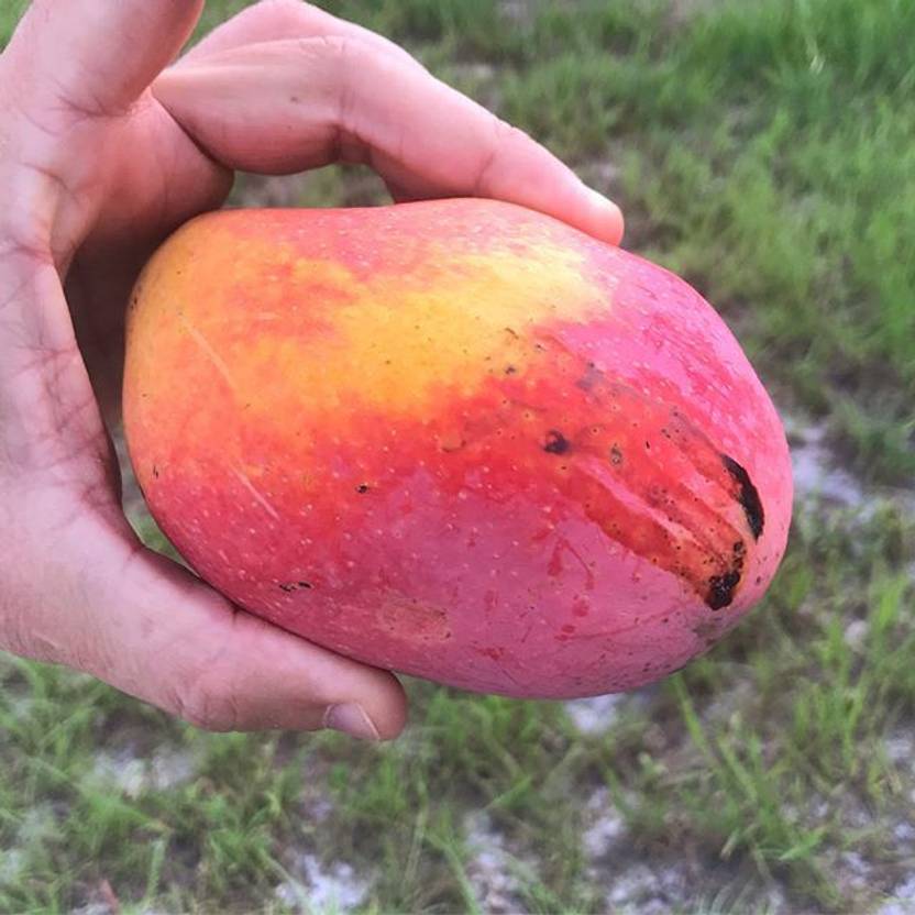 Exotica Cogshall Mango Plant Price in India - Buy Exotica Cogshall ...