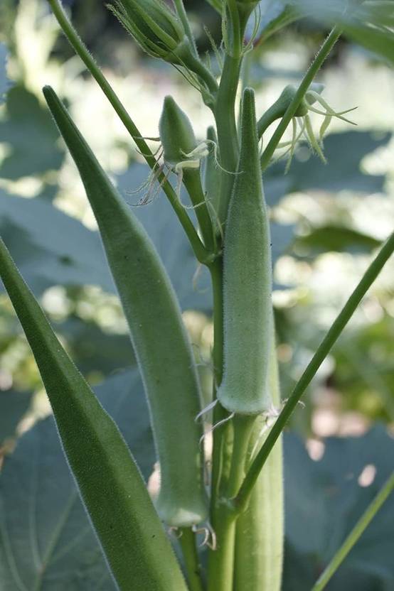 Biosnyg ®PUSA-19 Okra Long Pod Green (Dwarf)s Seed Price in India - Buy ...