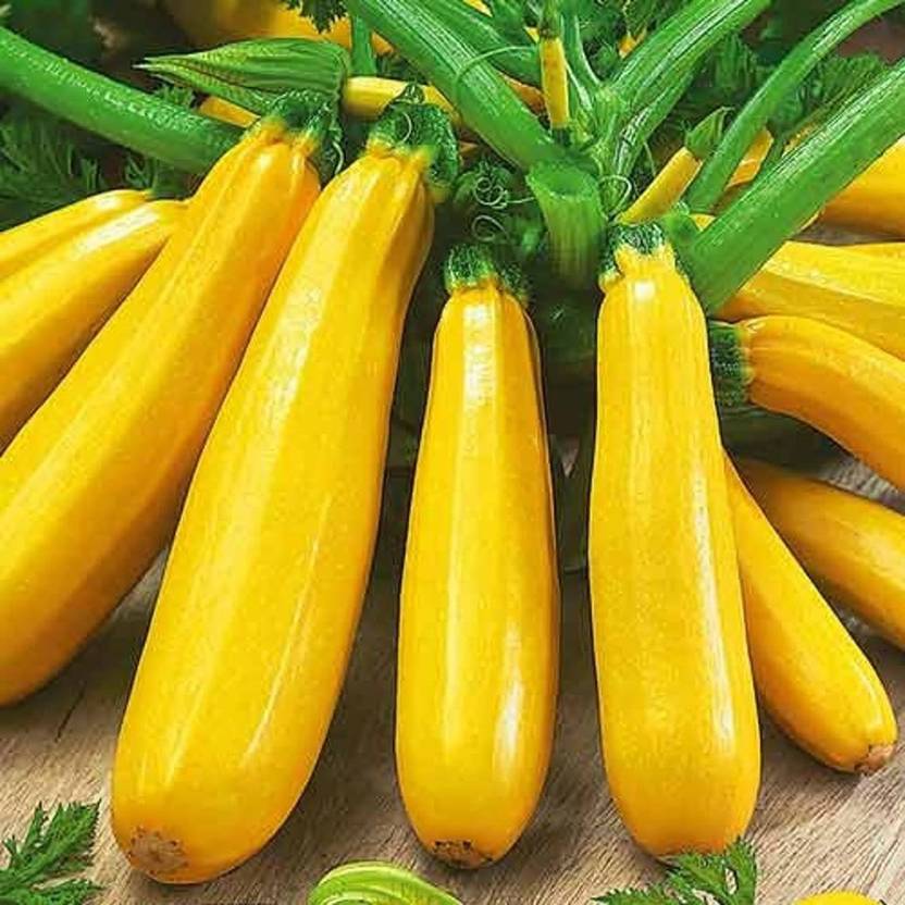 WILLVINE HUA-560 Squash Yellow/Zucchini Seeds Seed Price in India - Buy ...