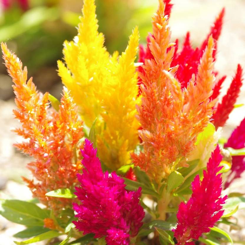 CYBEXIS CELOSIA - PLUMOSA MIXED-Flower Seeds Seed Price in India - Buy ...