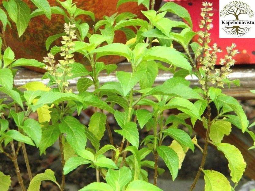 Kapebonavista Haridwar Vana Tulsi Clove Basil Tree plant, it is a plant ...