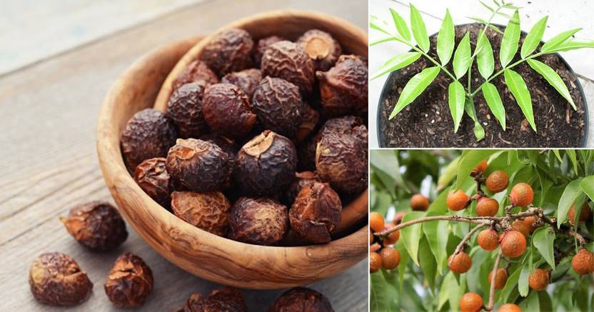 Green World REETHA /SOAPNUT SEEDS / ARITHA KE BEEJ FOR GARDENING ...