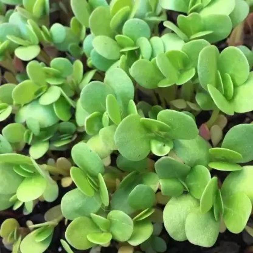 Enorme Kulfa/Purslane Seed Price in India - Buy Enorme Kulfa/Purslane ...