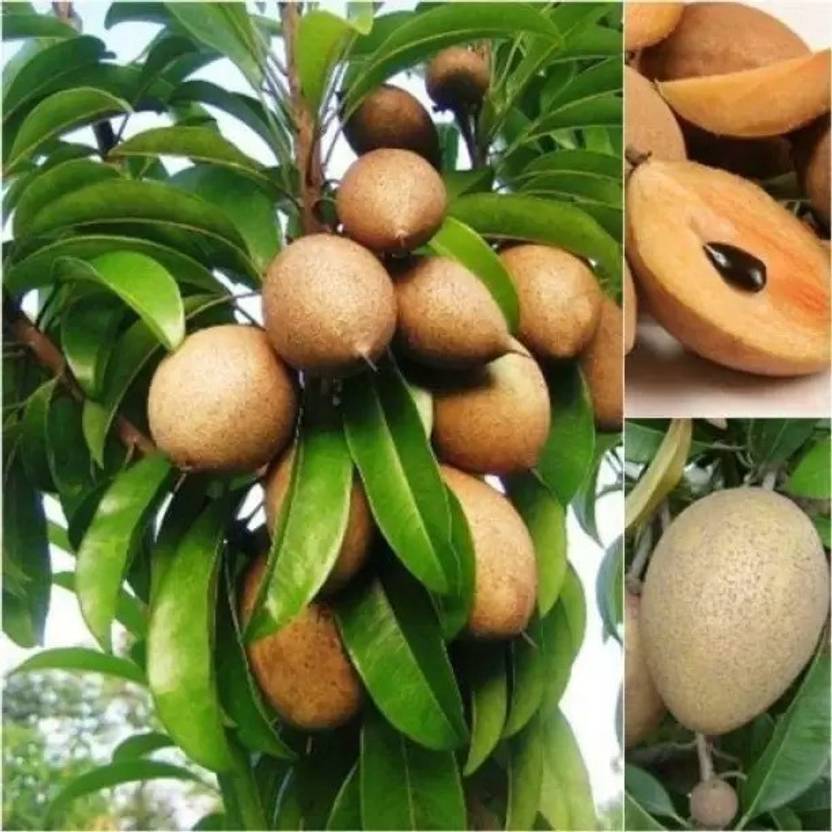 Chalisa Chikoo, Sapota, Sapodilla, Naseberry Seed Price in India - Buy ...