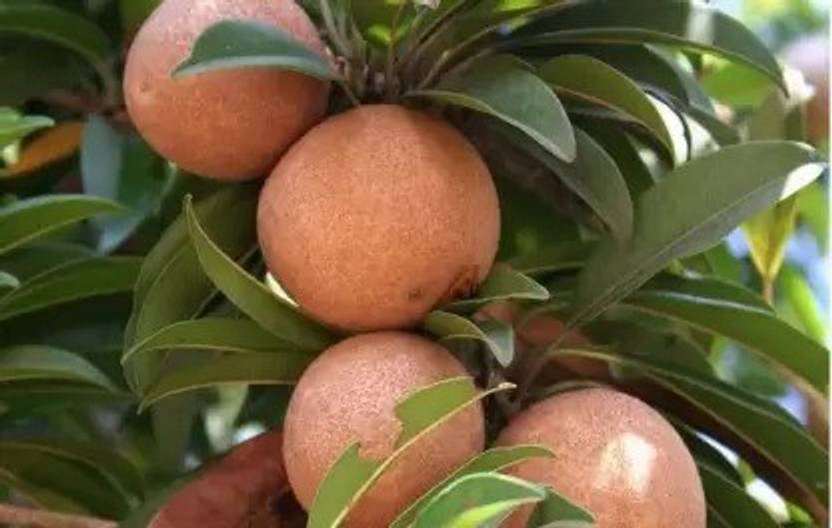 Maa Chikoo Sapota Chiku Seed Price In India Buy Maa Chikoo Sapota