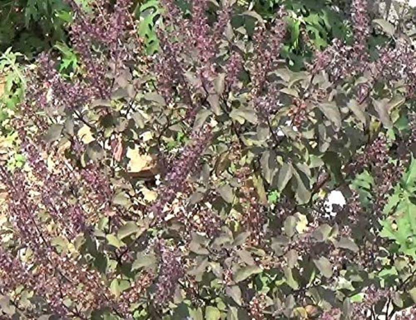 MAXKIA Kala Tulsi Black Tulsi Ocimum Tenuiflorum Plant, it is a plant ...