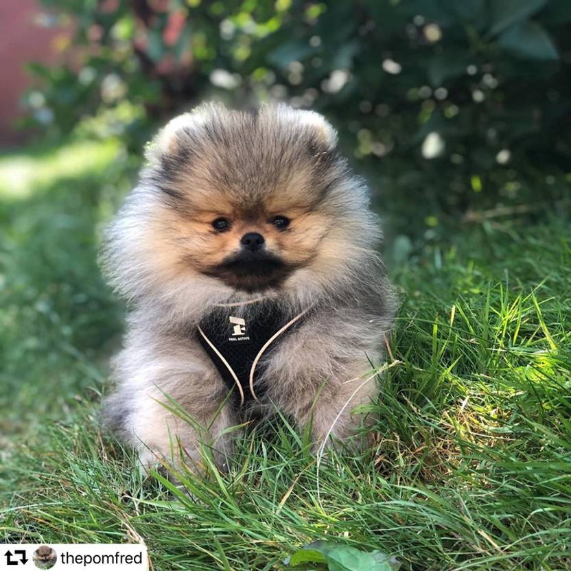 Cute pomerian dog Poster Multicolor Photo Paper Print Poster ...