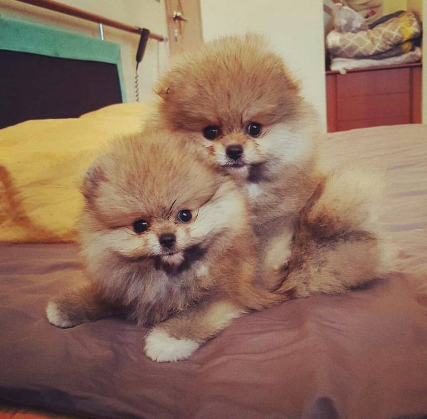 Cute pomerian dog Poster Multicolor Photo Paper Print Poster ...