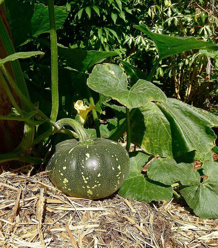 WILLVINE GUA-107 Pumpkin Kaddu Vegetable Hybrid Seeds Seed Price in ...