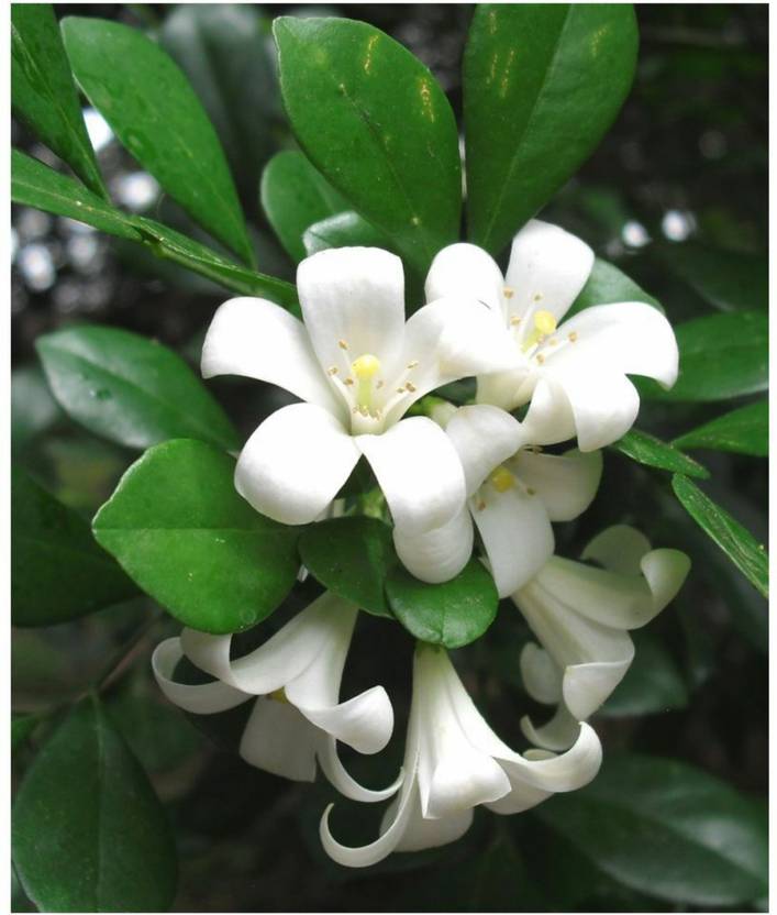 EliteGreen Madhu Kamini Plant Price in India - Buy EliteGreen Madhu ...