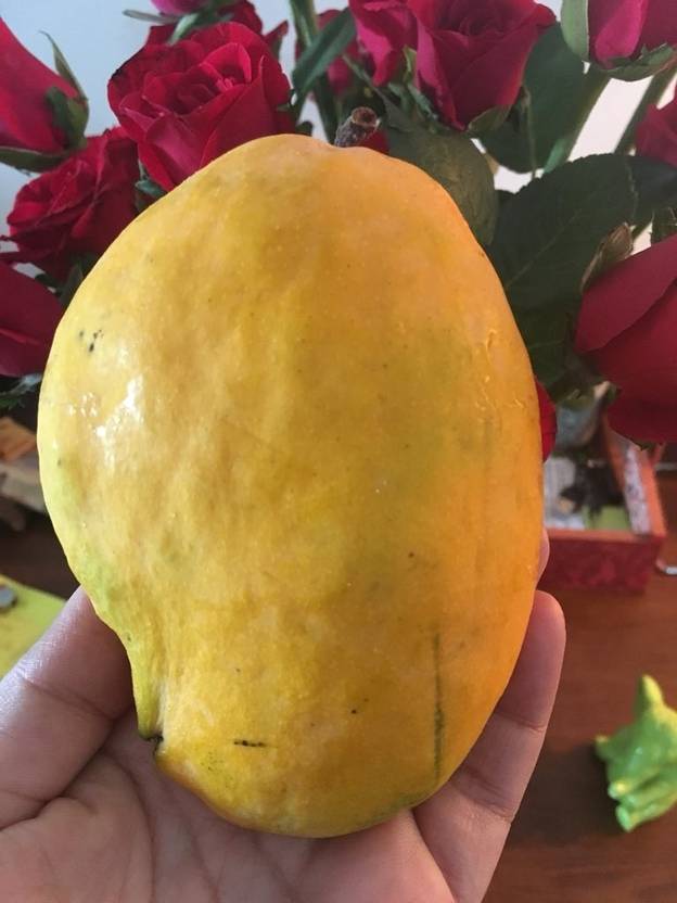 Green Gulfs Anwar Ratol Mango Plant Price in India - Buy Green Gulfs ...