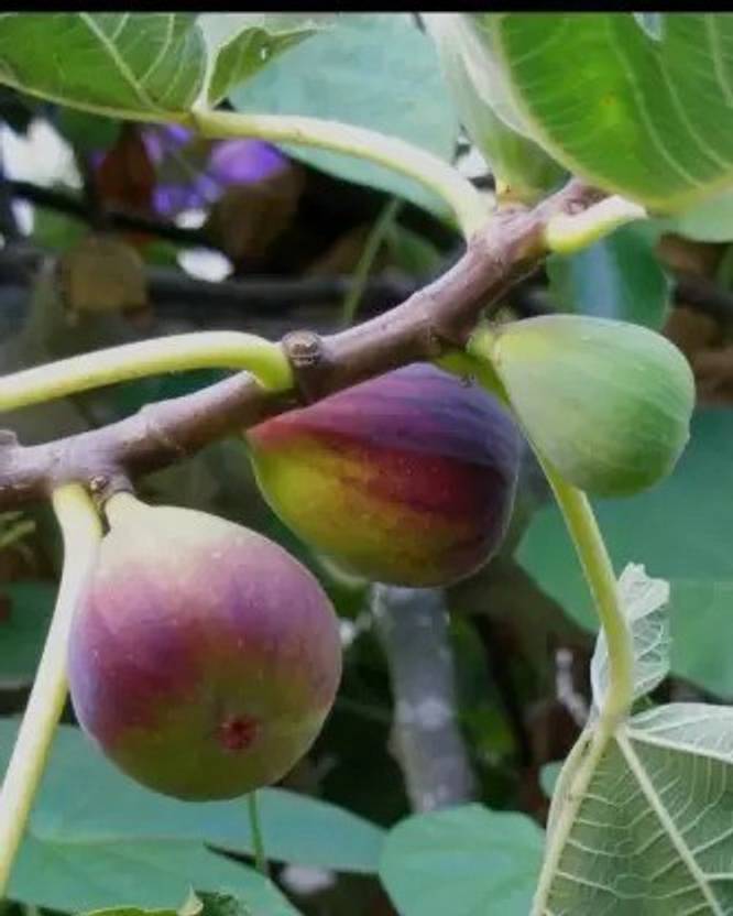 Aro Fig, Anjeer Seed Price in India - Buy Aro Fig, Anjeer Seed online ...