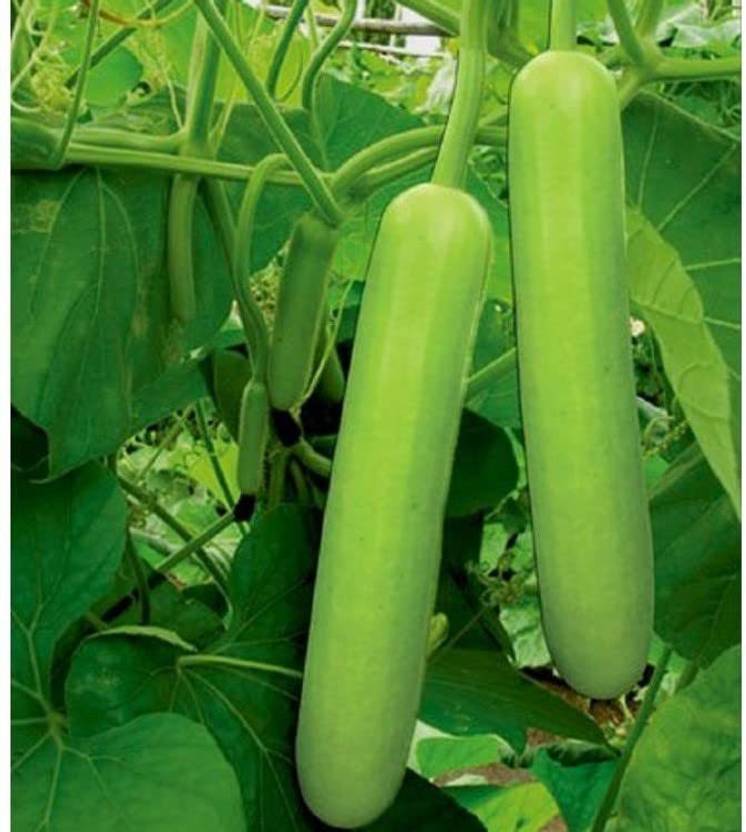 KANAYA Long Gourd Dudhi Zucca Lauki Seed Price in India - Buy KANAYA ...