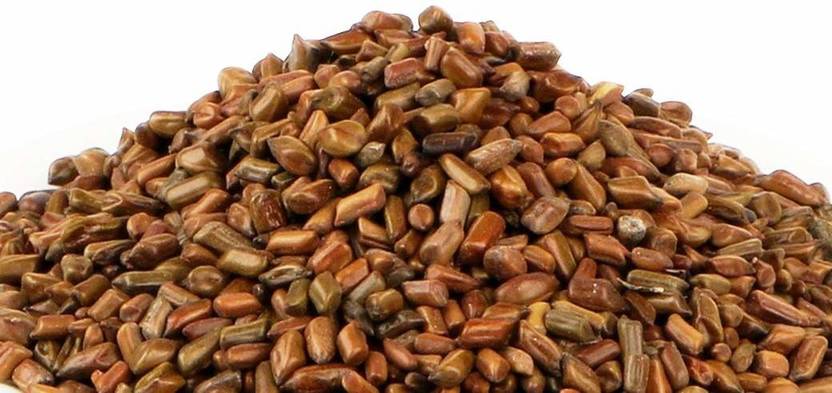 MAXKIA Chakramarda Cassia tora Linn Sickle Senna 100g Seed Price in ...