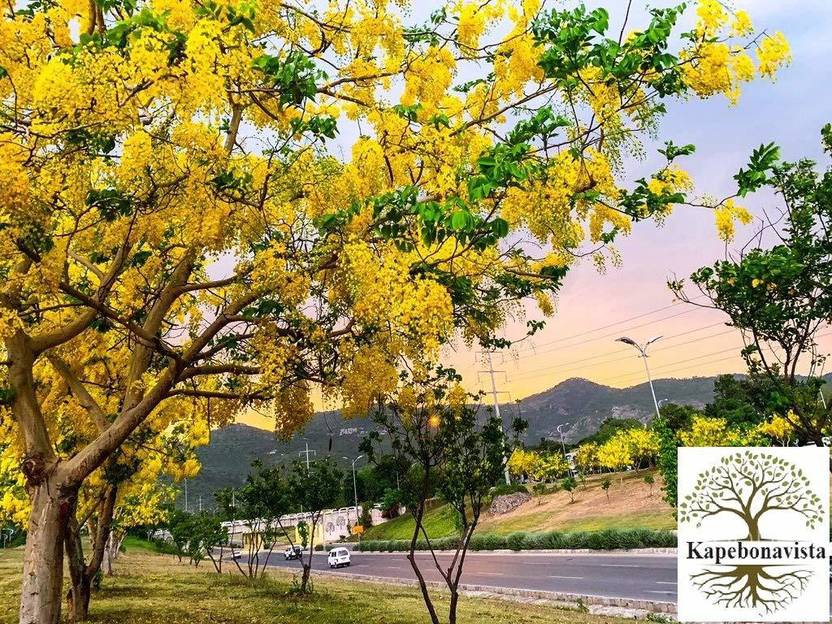 MAXKIA Amaltas Garmalo Sonali Amultas Sunaari plant, it is a plant not ...