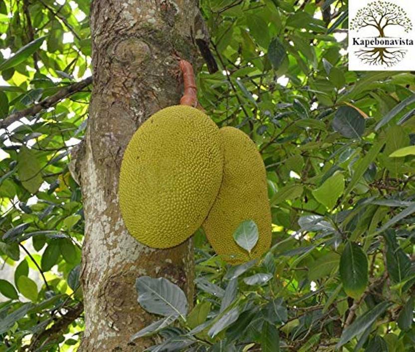 MAXKIA Jackfruit Katahal Kathal Theibong Phanas plant, it is a plant ...