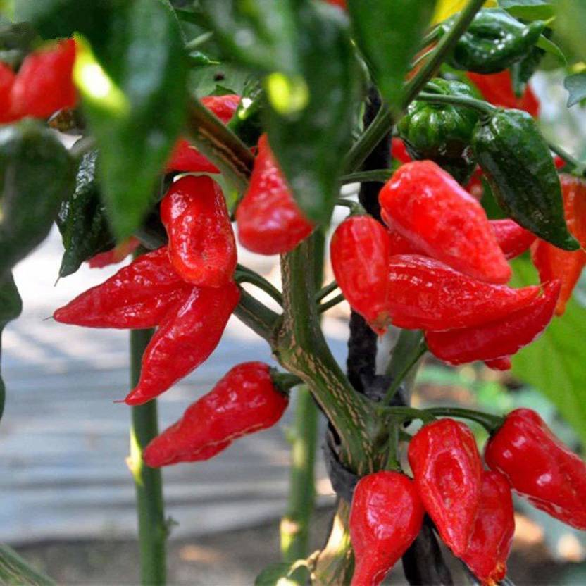 WILLVINE ™Red Devil's Tongue Chilli Pepper Seeds Seed Price in India ...