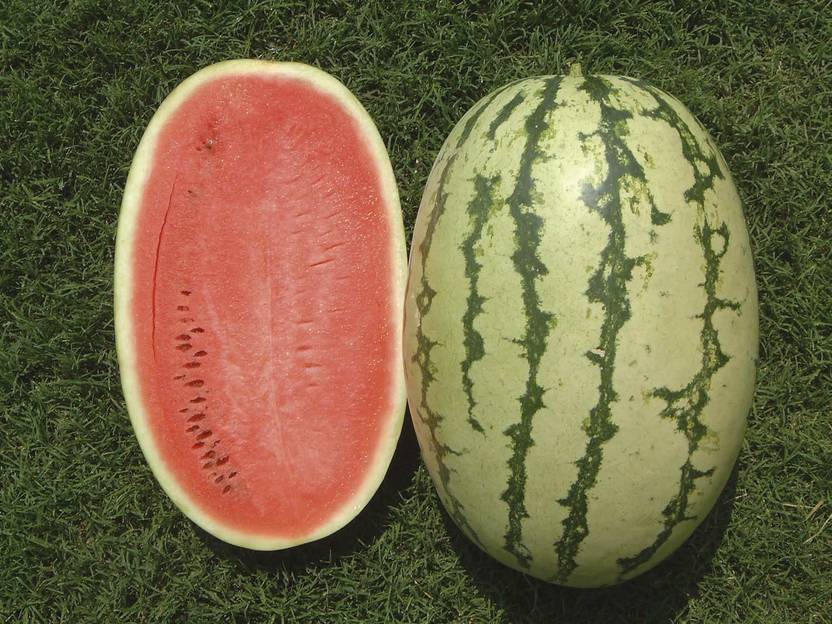WILLVINE Tarbooz Seeds - Watermelon Striped Oval Seed Price in India ...