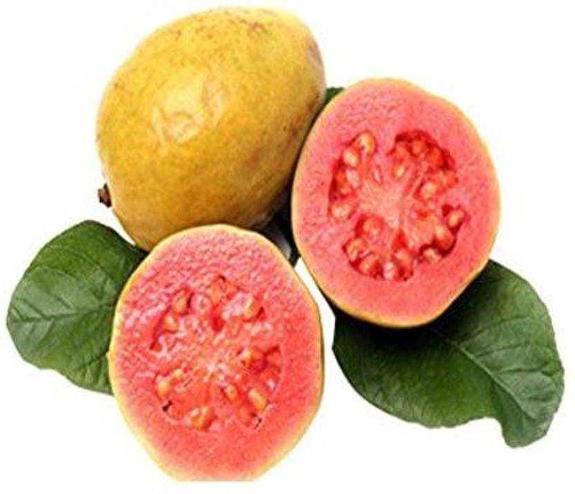 WILLVINE Giant Fruit Seeds - Amrut Fruit - Dwarf Plant Fruit Seeds Seed ...