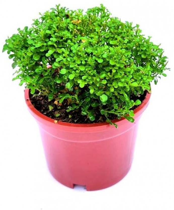 Amazing Gurden Madhu Kamini Plant Price in India - Buy Amazing Gurden ...