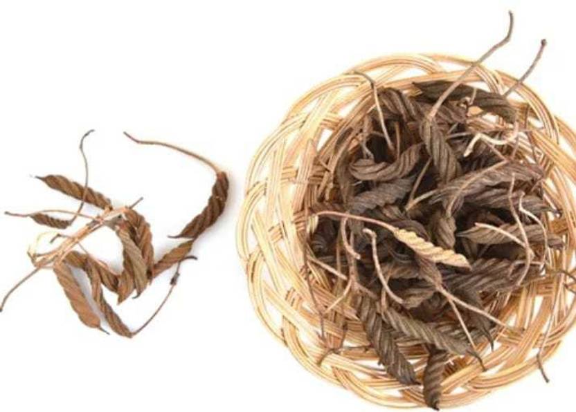 plantsworld Helicteres isora, Maror Fali, East Indian Screw Tree ...