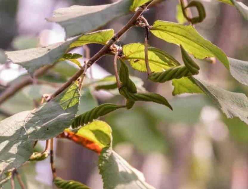 plantsworld Marod Fali, Murudi, Helicteres isora, Indian Screw Fruit ...