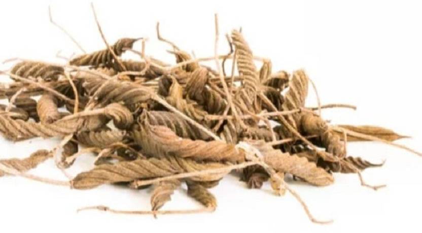 plantsworld Helicteres isora, Marod Fali, Marood Fali, Murudi Seed ...