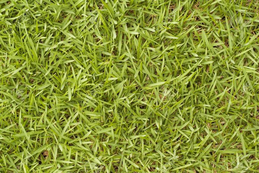 Kapebonavista Cynodon dactylon durba Grass, it is a durba grass not a ...