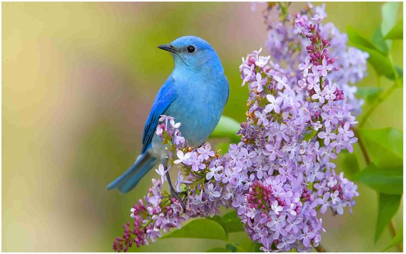 Birds Flex Poster For Room Mo-356 Photographic Paper - Birds posters in ...