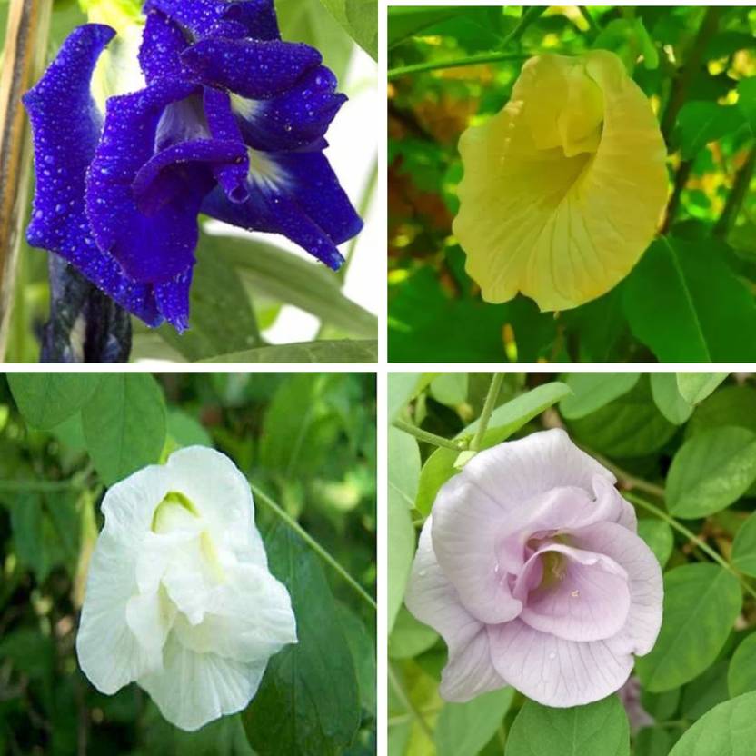 GARDENING CROP Aparajita Mixed Colour Seeds, Neelkanth Flower ...