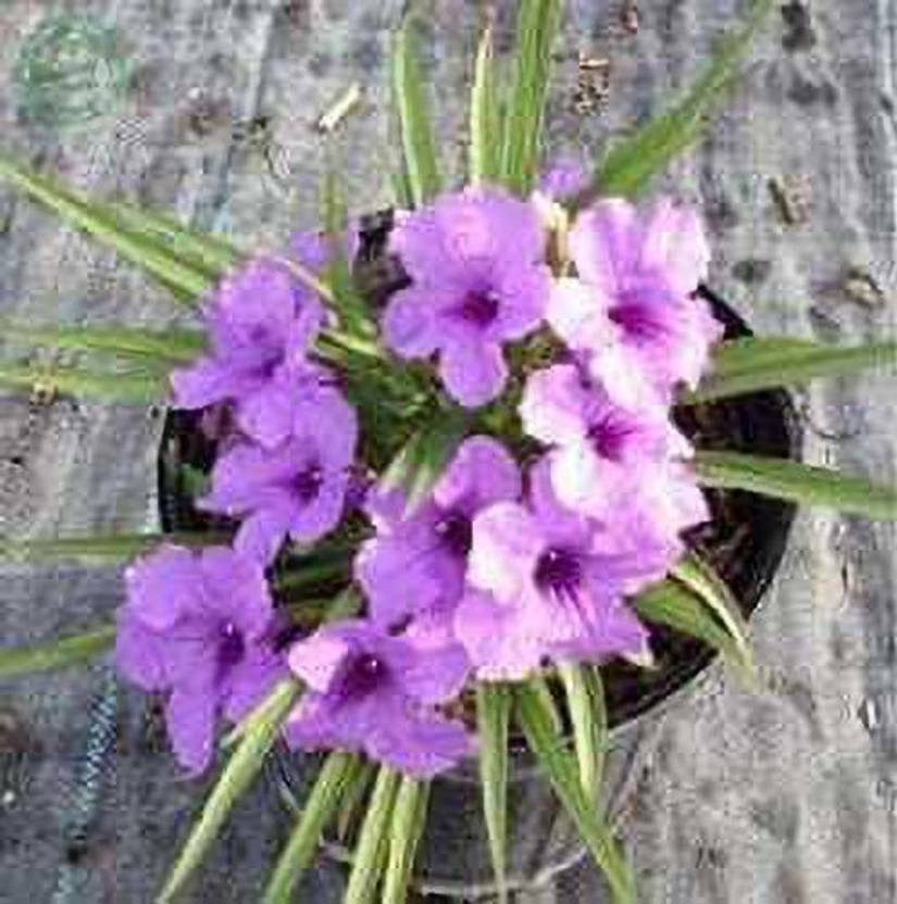 Amazing Gurden Rhoeo Plant Price in India - Buy Amazing Gurden Rhoeo ...