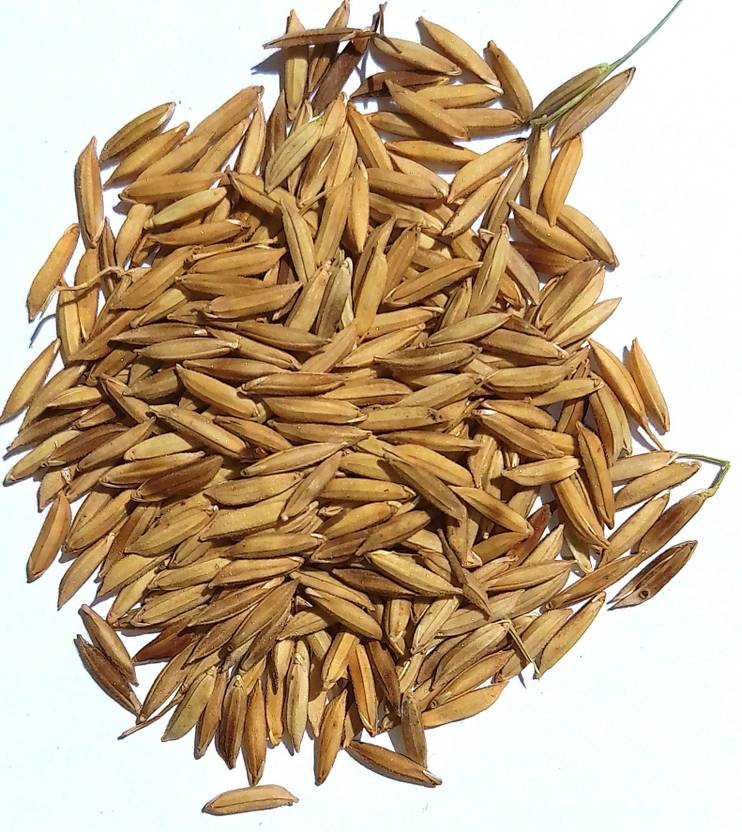 sbseeds Sugarfree Rice (RNR 15048) paddy seed 1KG Seed Price in India ...