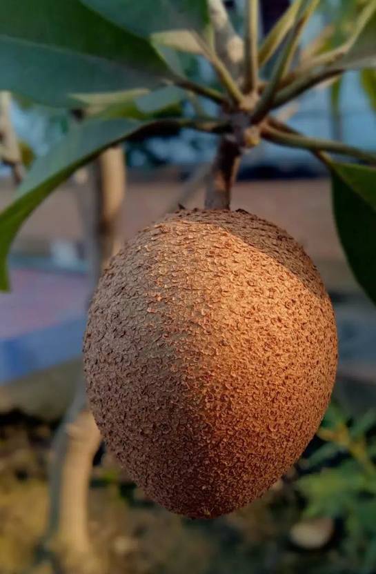 Cloud Farm Chiku Plant Price in India - Buy Cloud Farm Chiku Plant ...