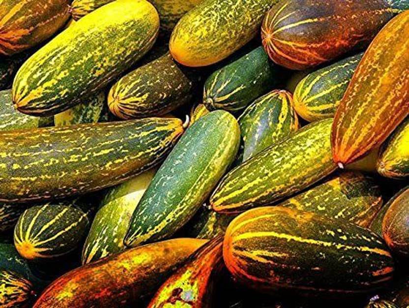 HOIVA Yellow Cucumber Seeds - Vellari Seeds Seed Price in India - Buy ...