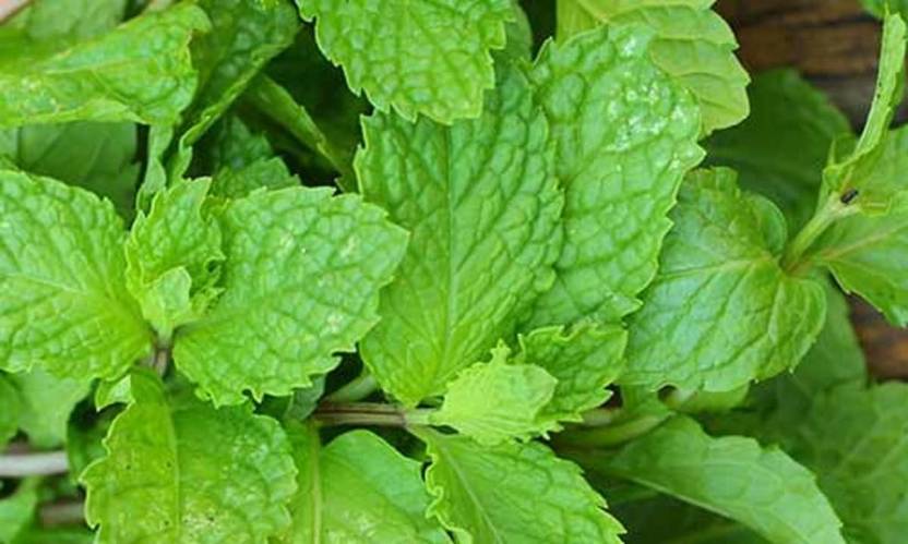 Nodoc Pudina Seed Price in India - Buy Nodoc Pudina Seed online at ...